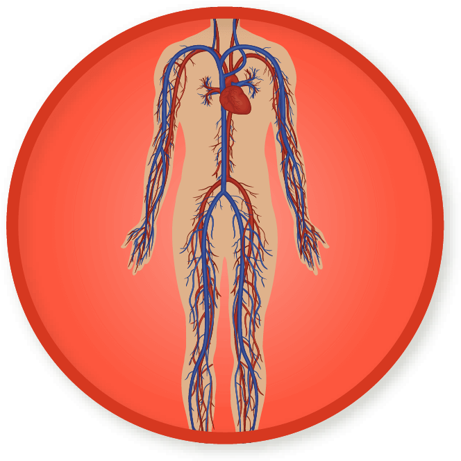 Congratulations! The PNG Image Has Been Downloaded (Circulatory System ...