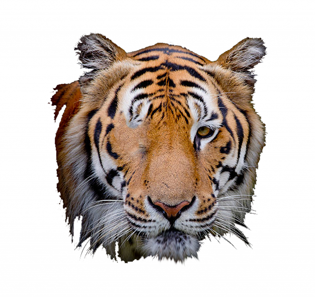 Congratulations! The PNG Image Has Been Downloaded (Transparent Tiger ...