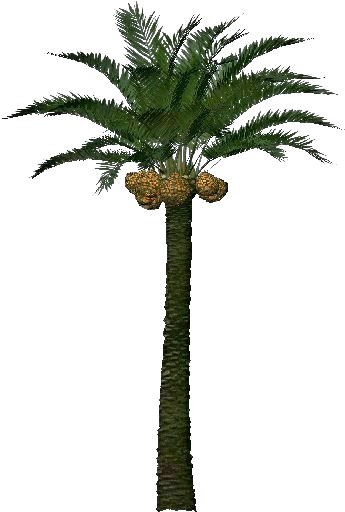 Congratulations! The PNG Image Has Been Downloaded (Date Palm Tree Png ...