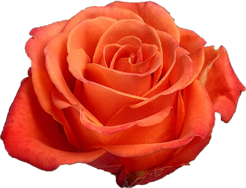 Congratulations! The PNG Image Has Been Downloaded (Orange Rose Png ...