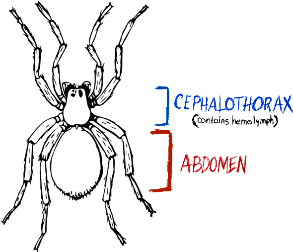 Congratulations! The PNG Image Has Been Downloaded (Spider, Spider ...