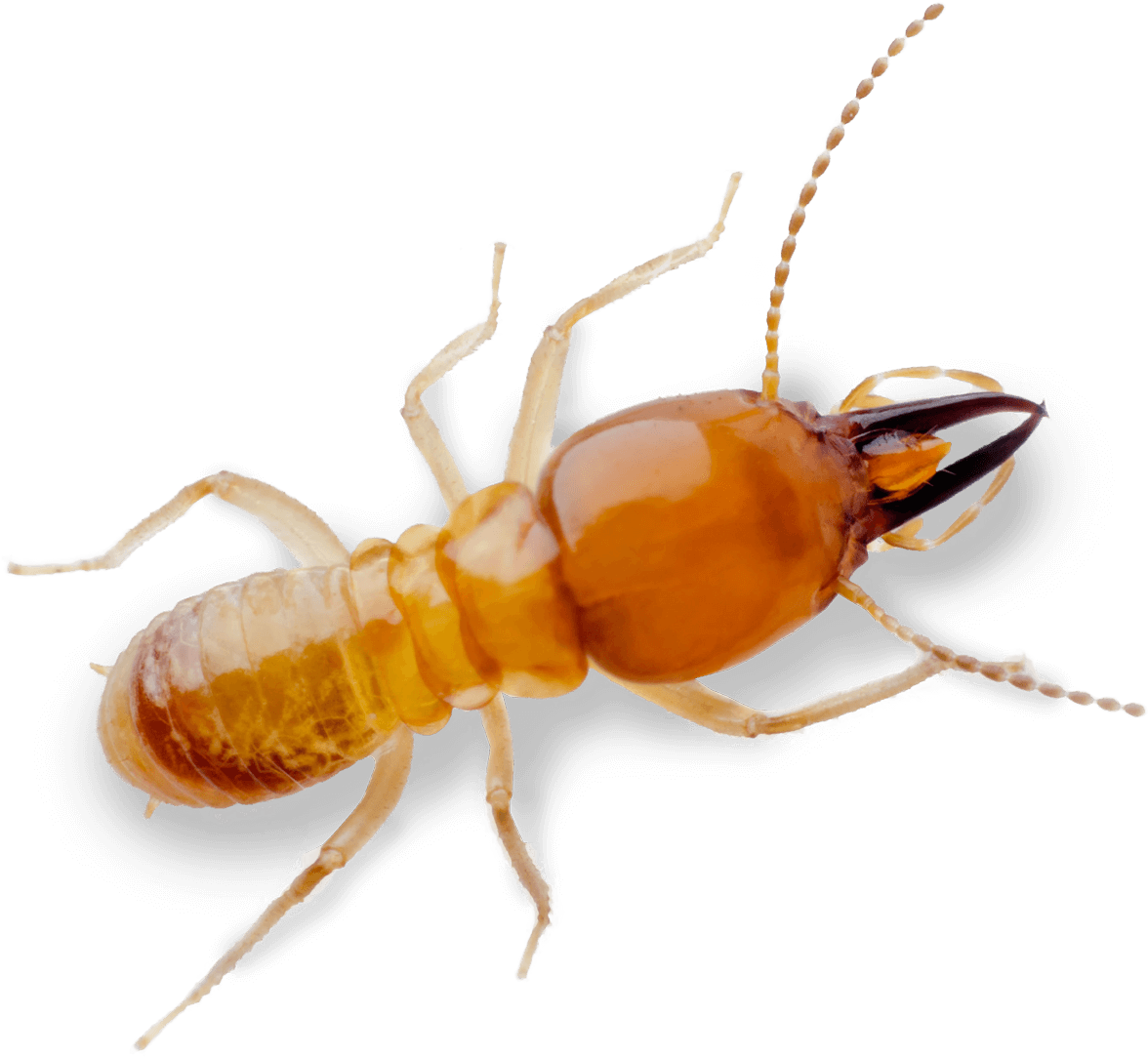 Congratulations! The PNG Image Has Been Downloaded (Termite Pest ...