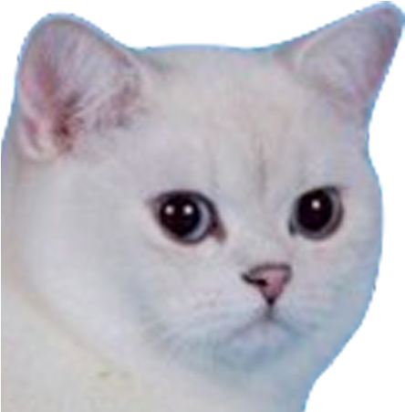 Congratulations! The PNG Image Has Been Downloaded (Cat Png Meme ...