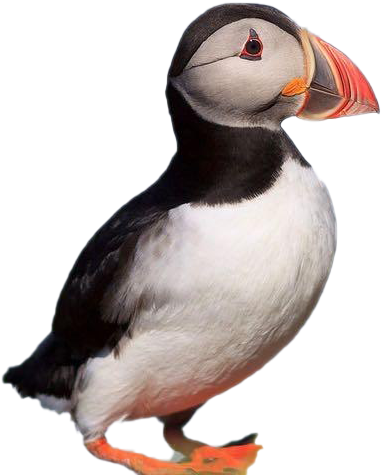 Congratulations! The PNG Image Has Been Downloaded (Puffin Png Photos ...