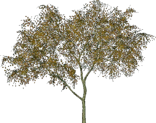 Congratulations! The PNG Image Has Been Downloaded (Alnus Glutinosa ...