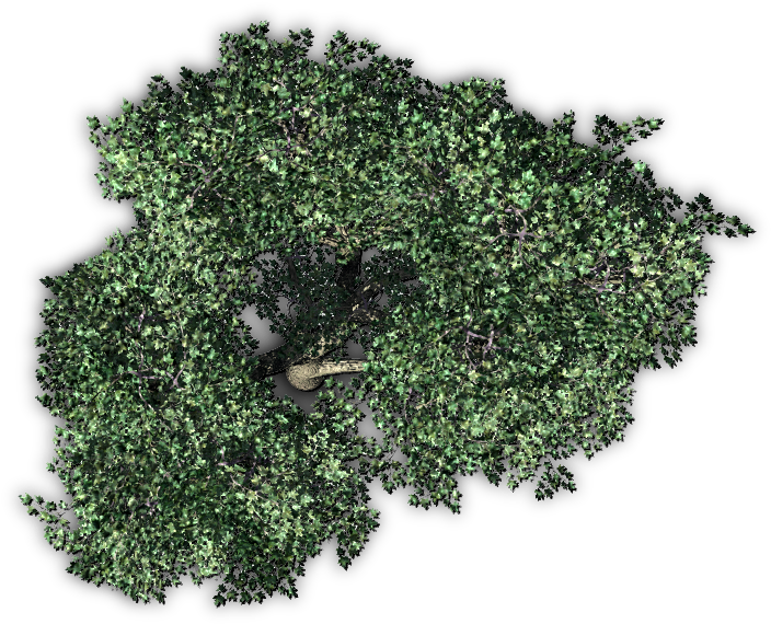 Congratulations! The PNG Image Has Been Downloaded (Transparent Tree ...