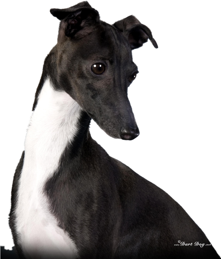 Congratulations! The PNG Image Has Been Downloaded (Transparent ...