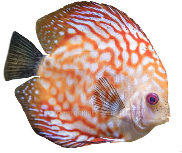 Congratulations! The PNG Image Has Been Downloaded (Tropical Background ...