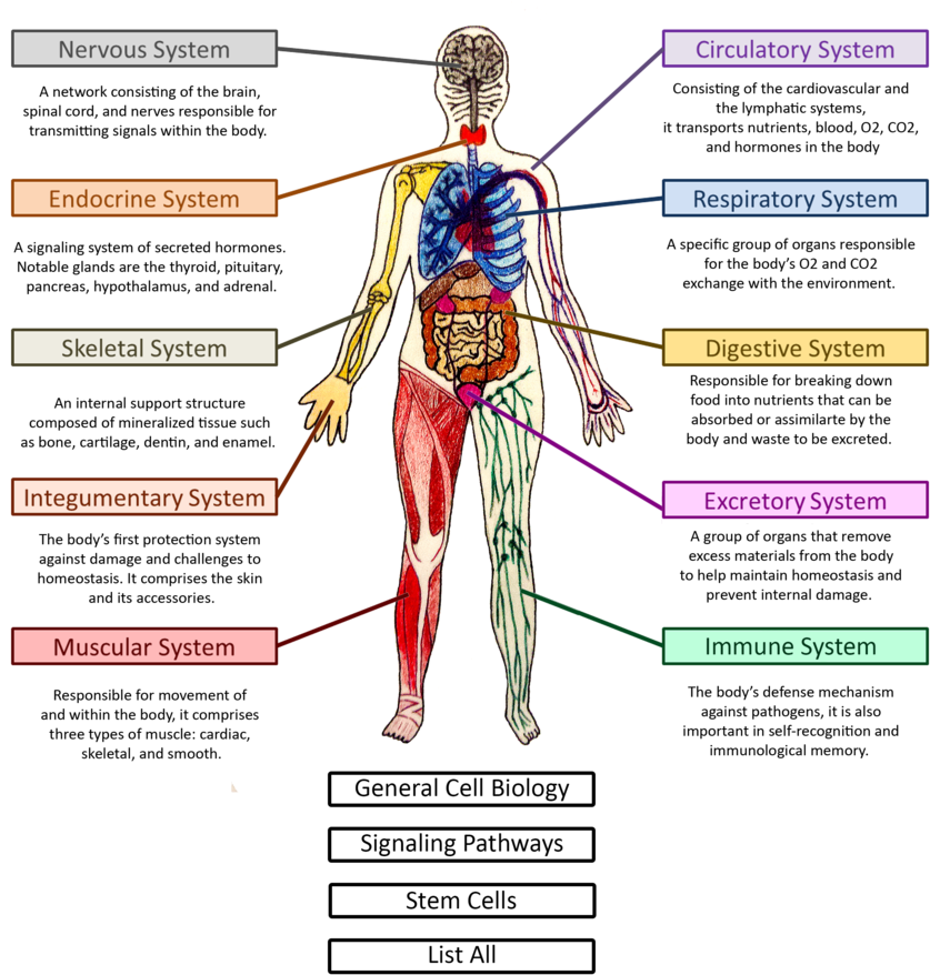 Congratulations! The PNG Image Has Been Downloaded (Body Systems ...