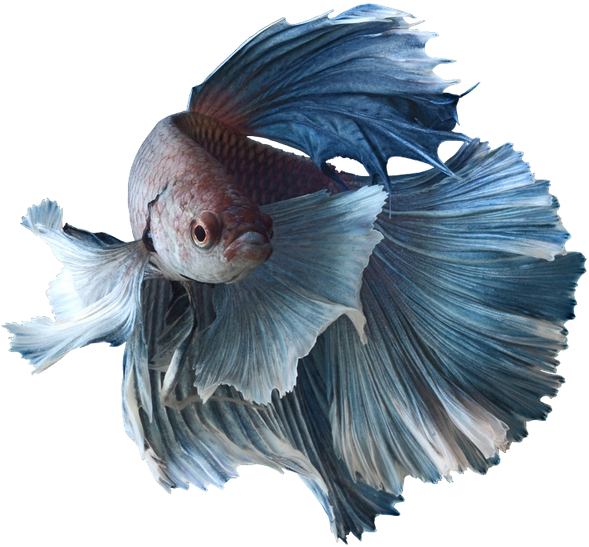 Congratulations! The PNG Image Has Been Downloaded (Transparent Png ...