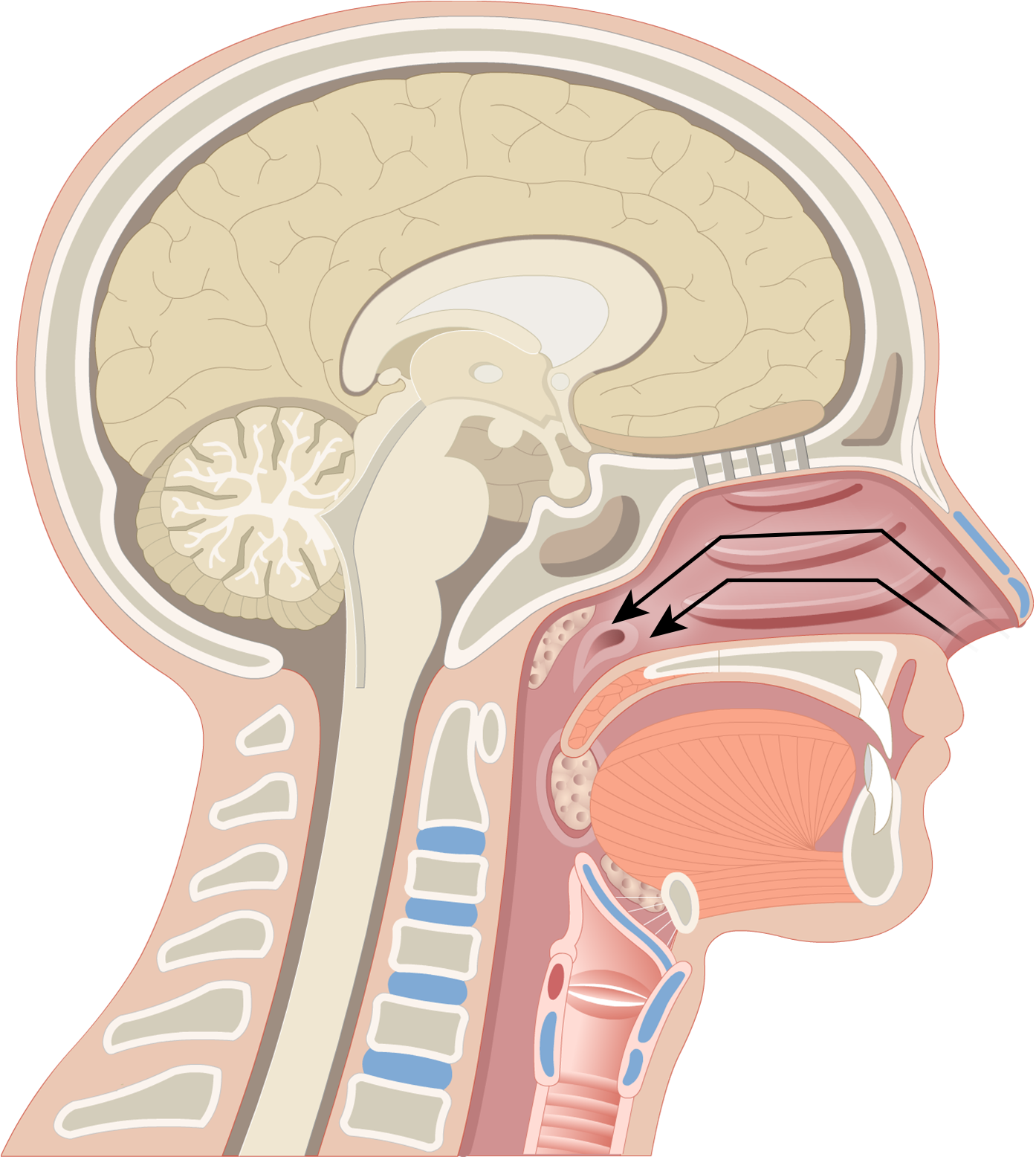 Congratulations! The PNG Image Has Been Downloaded (Pharynx Anatomy ...