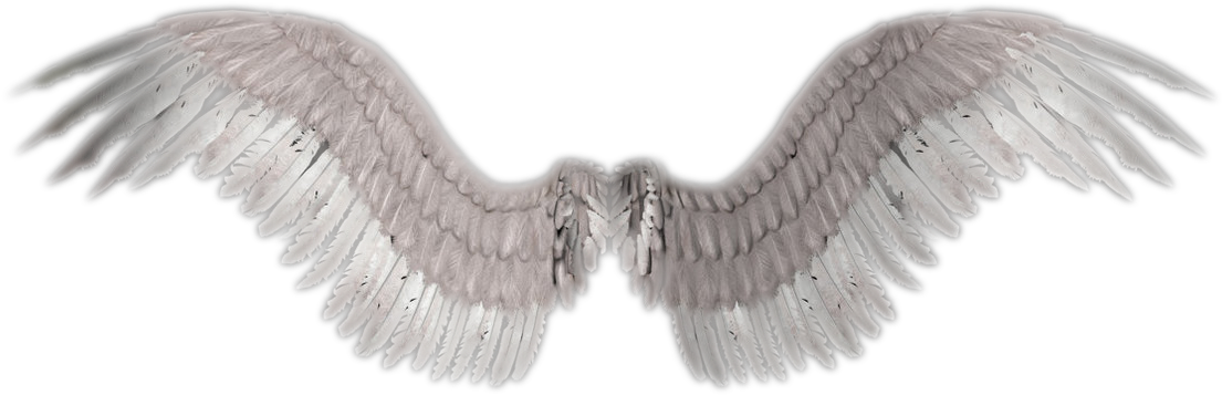 Congratulations! The PNG Image Has Been Downloaded (Angel Wings Png ...