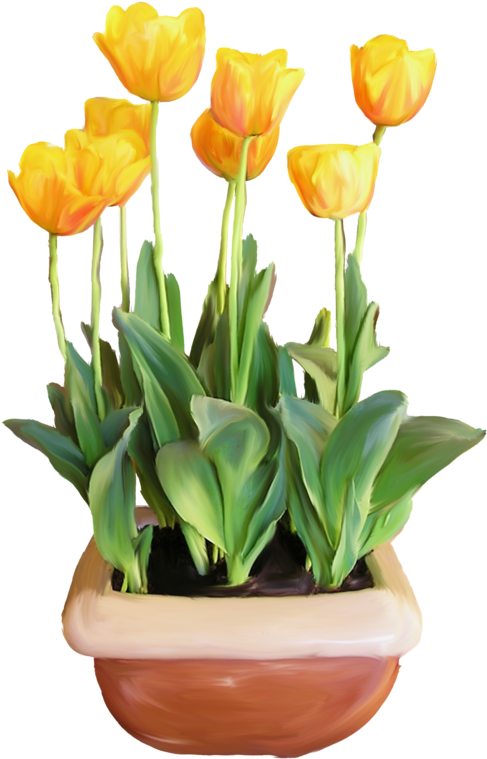 Congratulations! The PNG Image Has Been Downloaded (Pot De Fleur .png ...