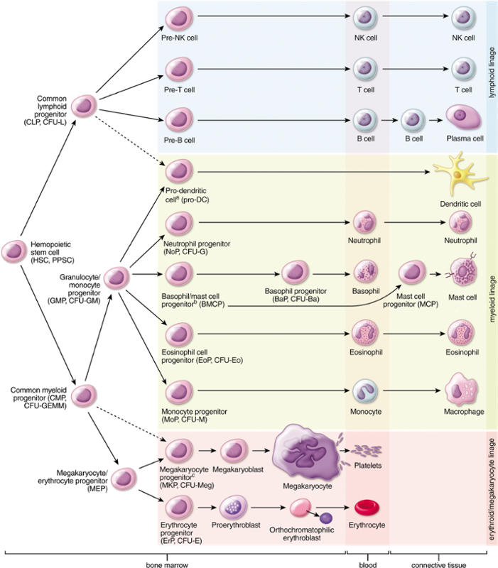 Congratulations! The PNG Image Has Been Downloaded (Blood Cell ...