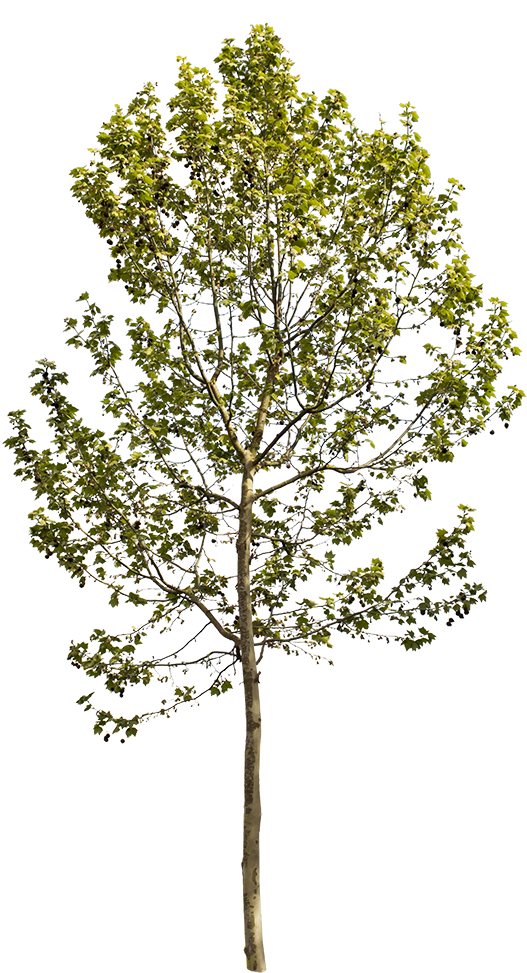 Congratulations! The PNG Image Has Been Downloaded (Transparent ...