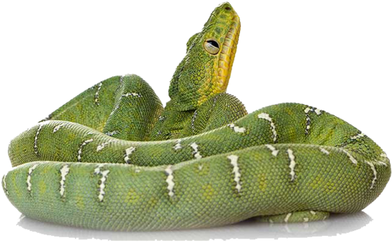 Congratulations! The PNG Image Has Been Downloaded (Green Snake Png ...