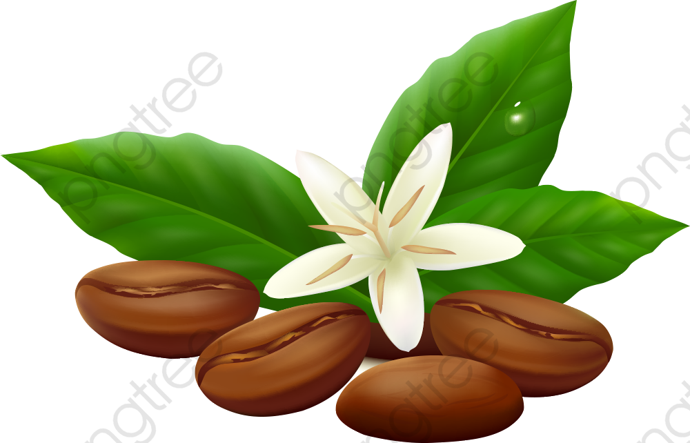 Congratulations! The PNG Image Has Been Downloaded (Beans Vector Png ...