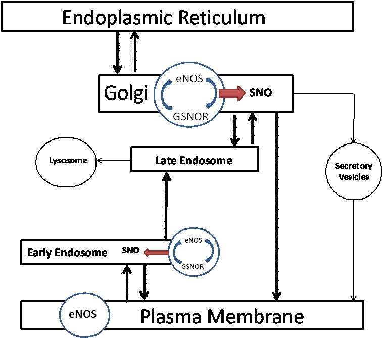 Congratulations! The PNG Image Has Been Downloaded (Endoplasmic ...