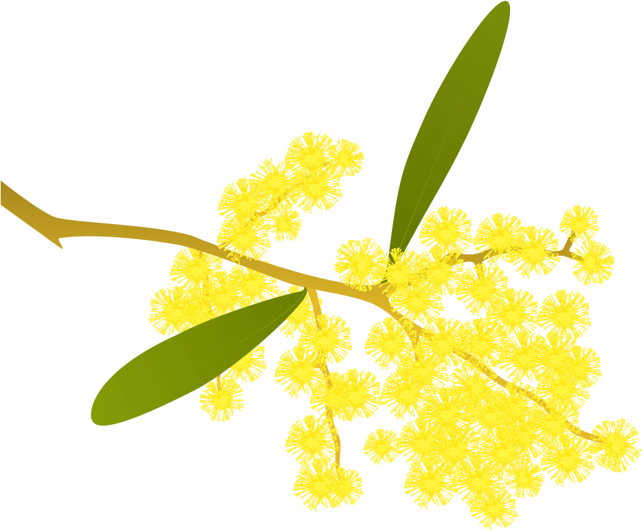 Congratulations! The PNG Image Has Been Downloaded (Golden Wattle ...