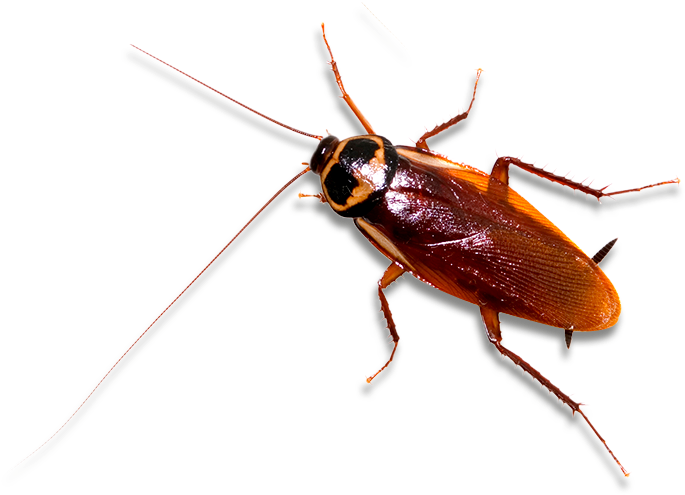 Congratulations! The PNG Image Has Been Downloaded (Roach Control Fort ...