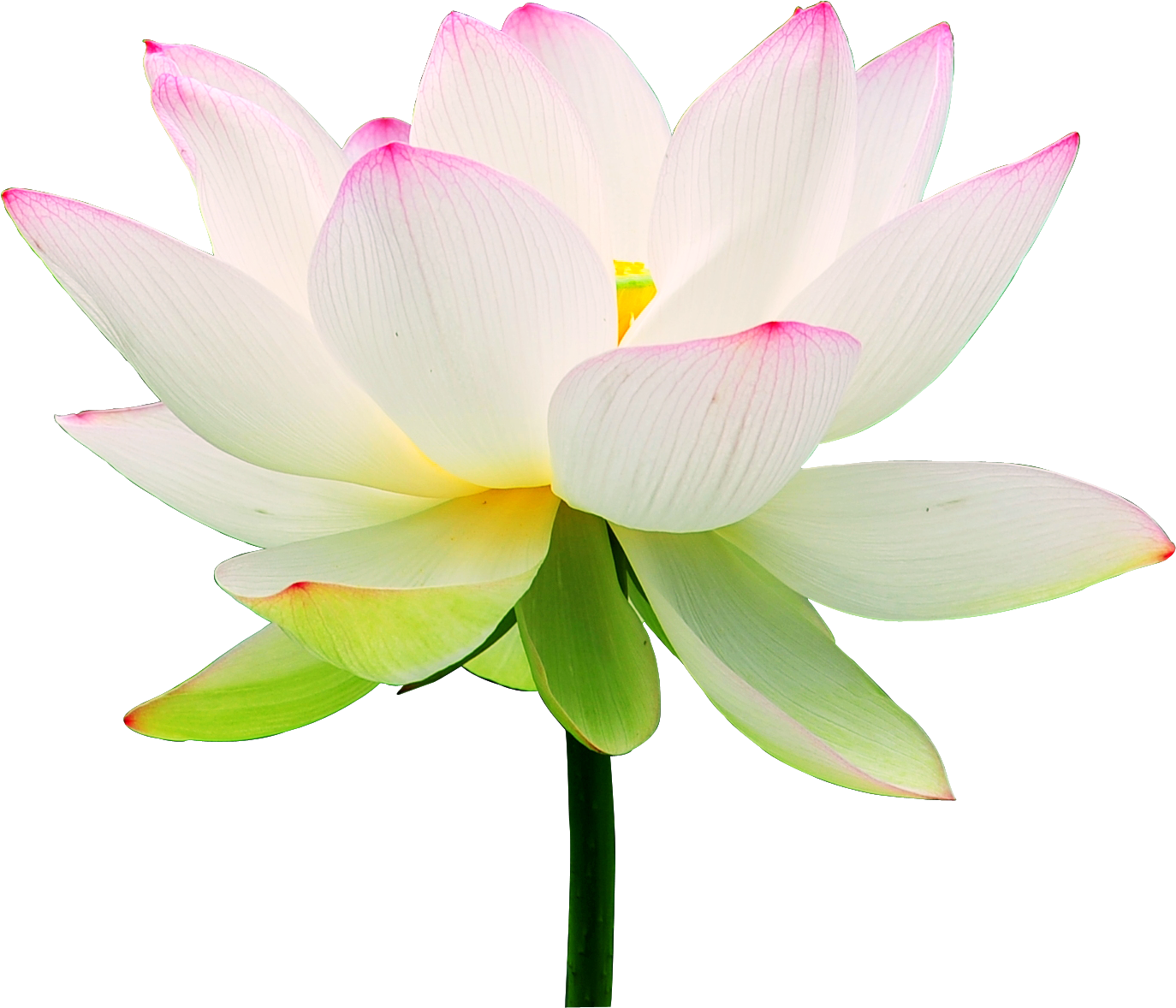 Congratulations! The PNG Image Has Been Downloaded (Clip Art Lotus ...