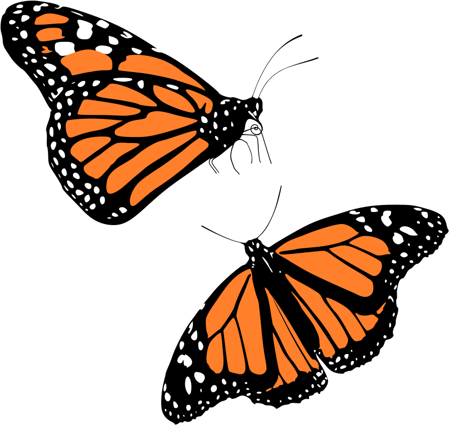 Congratulations! The PNG Image Has Been Downloaded (Monarch Butterflies ...