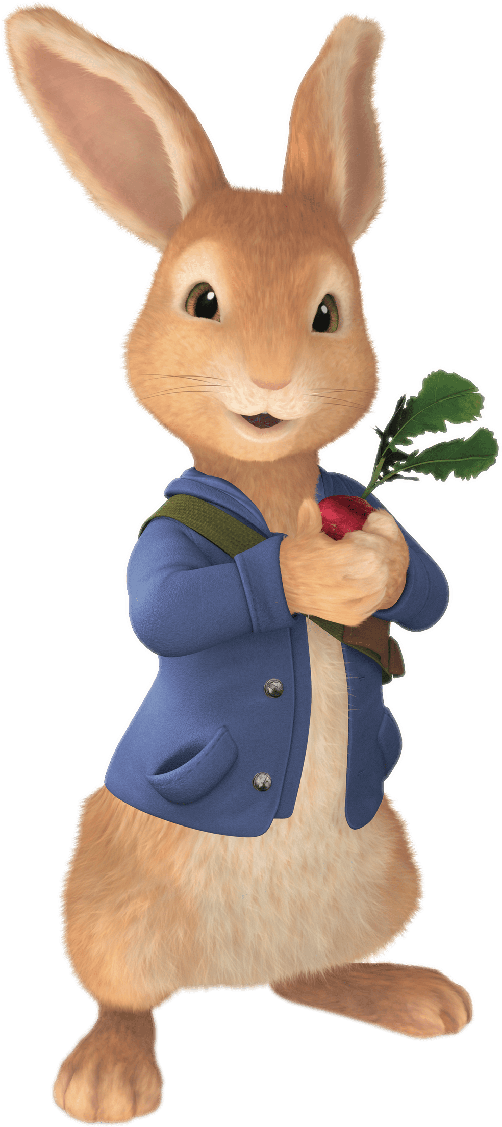 Congratulations! The PNG Image Has Been Downloaded (Peter Rabbit Png ...