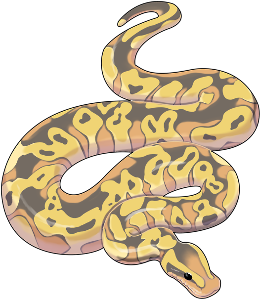 Congratulations! The PNG Image Has Been Downloaded (New Ball Python Art ...
