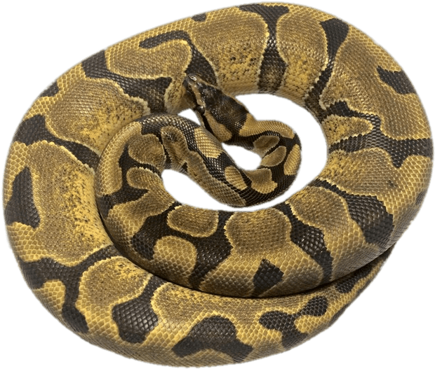 Congratulations! The PNG Image Has Been Downloaded (Rolled Up Python ...