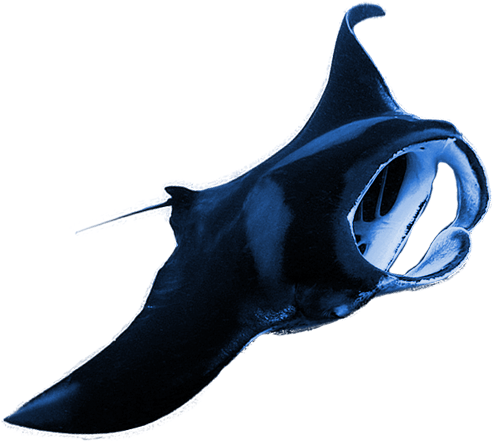 Congratulations! The PNG Image Has Been Downloaded (Manta Ray ...