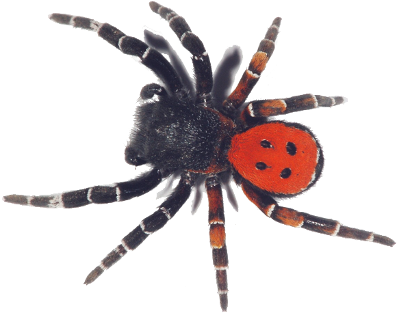 Congratulations! The PNG Image Has Been Downloaded (Giant Spider Png ...