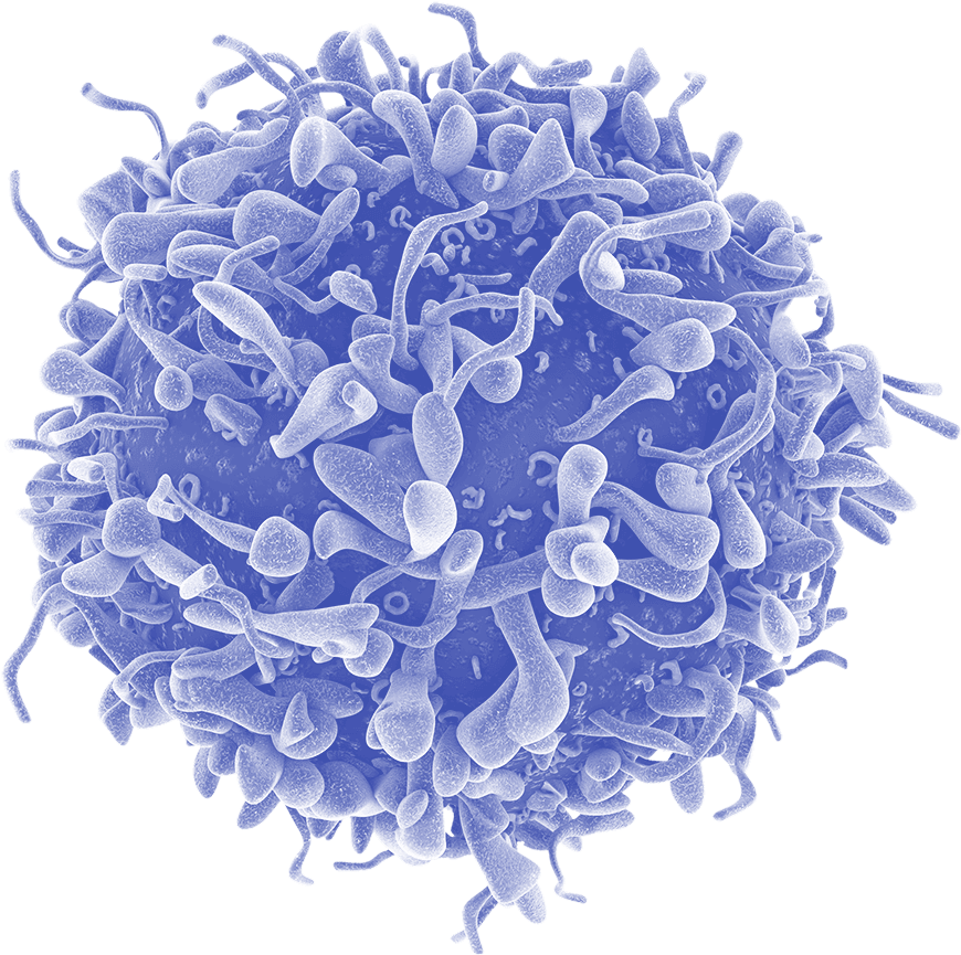Congratulations! The PNG Image Has Been Downloaded (T-rxtm Tcr - T Cell ...