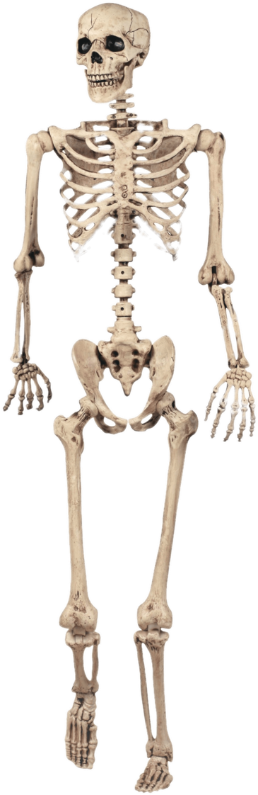 Congratulations! The PNG Image Has Been Downloaded (Full Skeleton Model ...