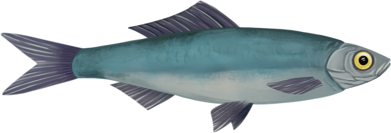 Congratulations! The PNG Image Has Been Downloaded (Fish For Life ...