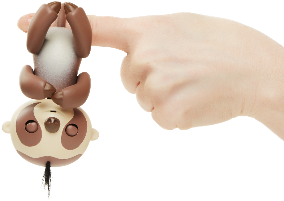 Congratulations! The PNG Image Has Been Downloaded (Kingsley The Sloth ...