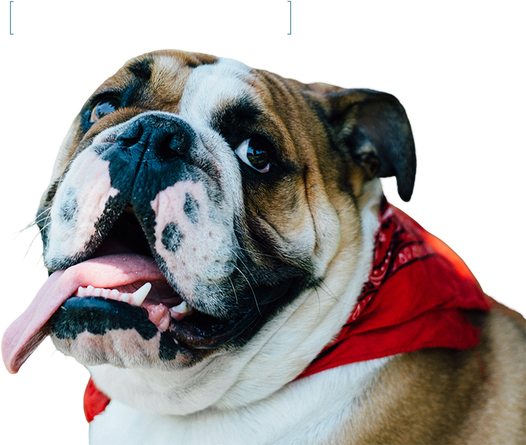 Congratulations! The PNG Image Has Been Downloaded (Transparent Bulldog ...