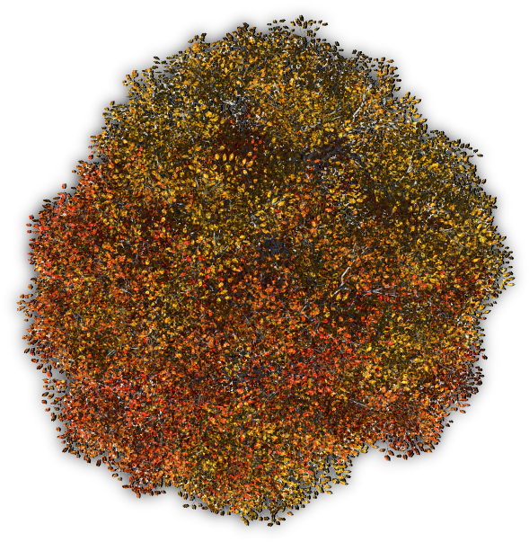 Congratulations! The PNG Image Has Been Downloaded (Tree Bush Png ...