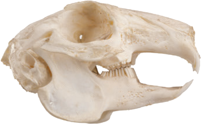Congratulations! The PNG Image Has Been Downloaded (Squirrel Teeth ...