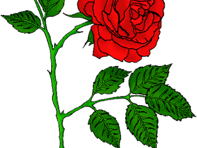 Congratulations! The PNG Image Has Been Downloaded (Rose Tattoo Clipart Picsart Png - Red Rose ...