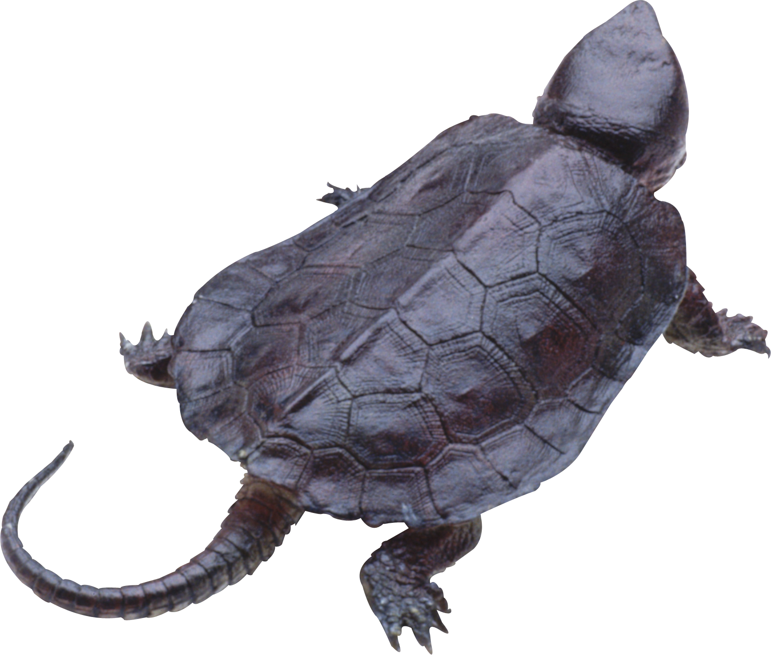 Congratulations! The PNG Image Has Been Downloaded (Transparent ...