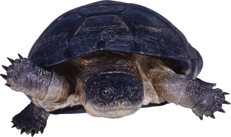 Congratulations! The PNG Image Has Been Downloaded (Transparent ...