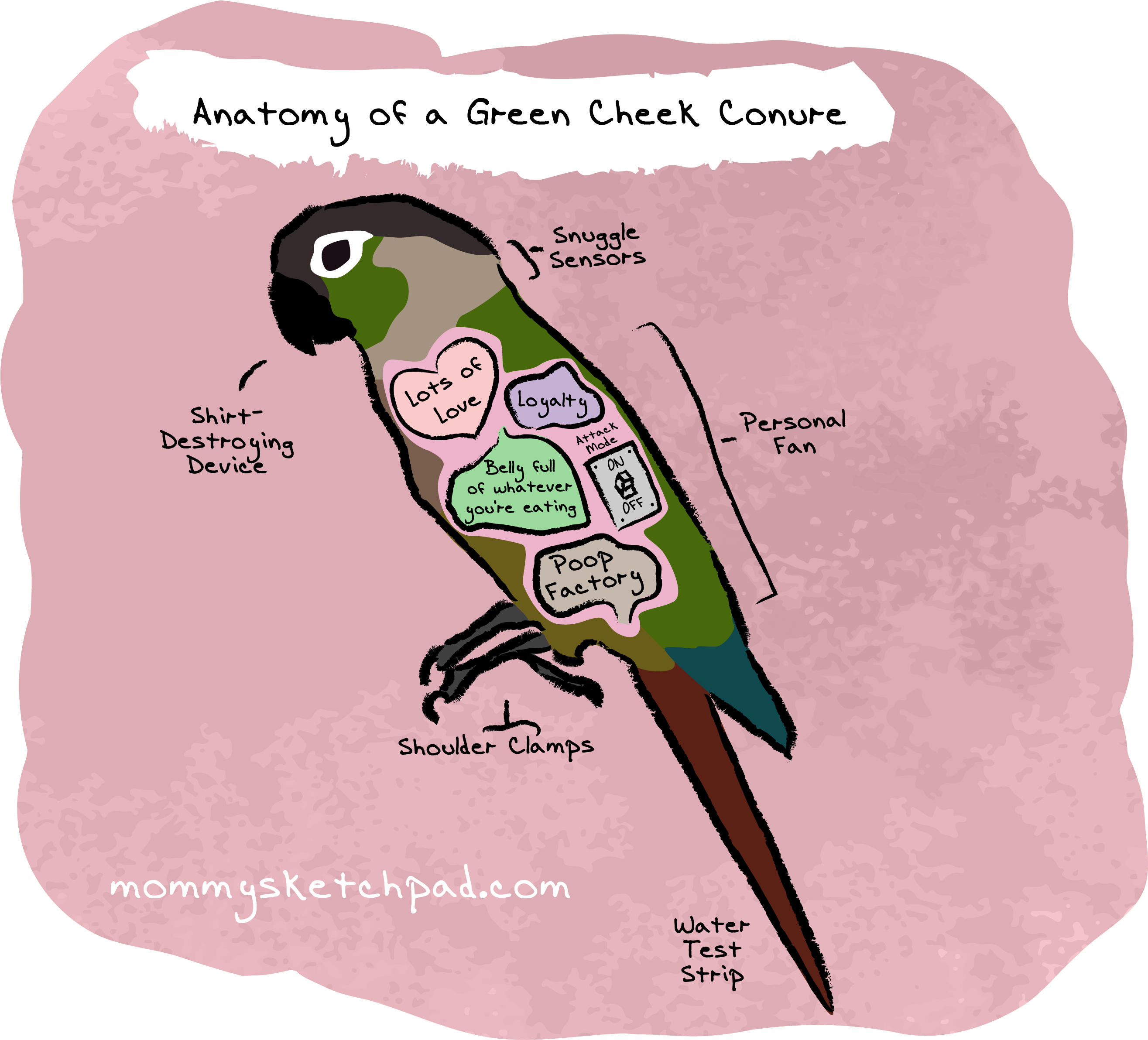 Congratulations! The PNG Image Has Been Downloaded (Green Cheeked ...