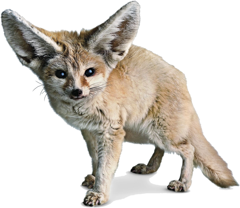 Congratulations! The PNG Image Has Been Downloaded (Fennec Fox ...