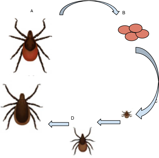 Congratulations! The PNG Image Has Been Downloaded (Deer Tick Life ...