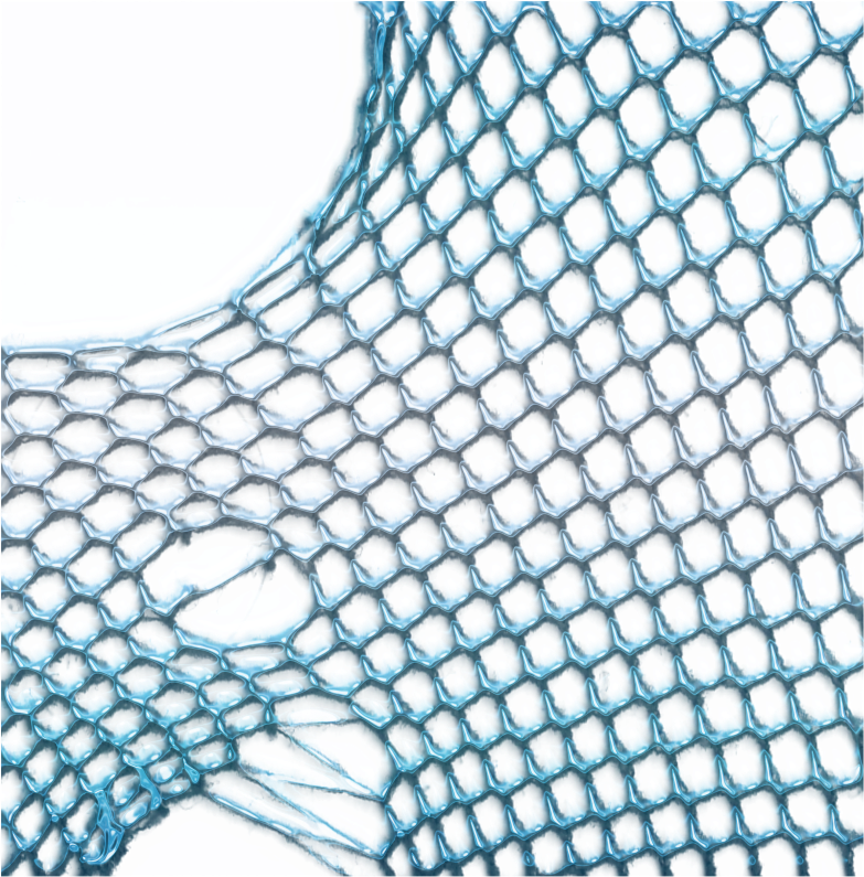 Congratulations! The PNG Image Has Been Downloaded (Fishing Net ...