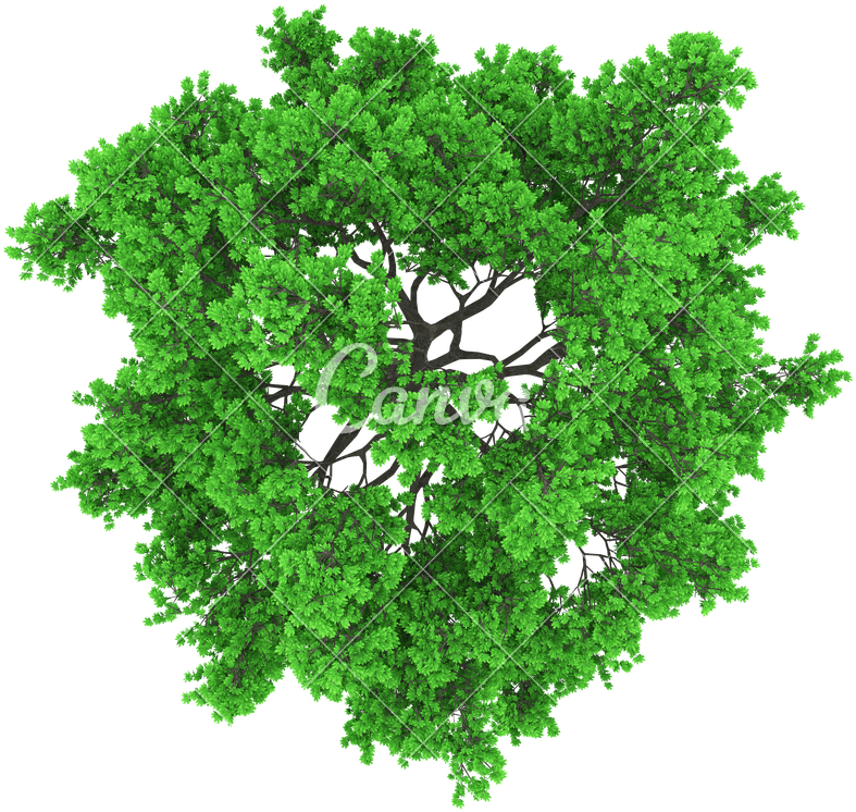 Congratulations! The PNG Image Has Been Downloaded (Transparent Tree ...