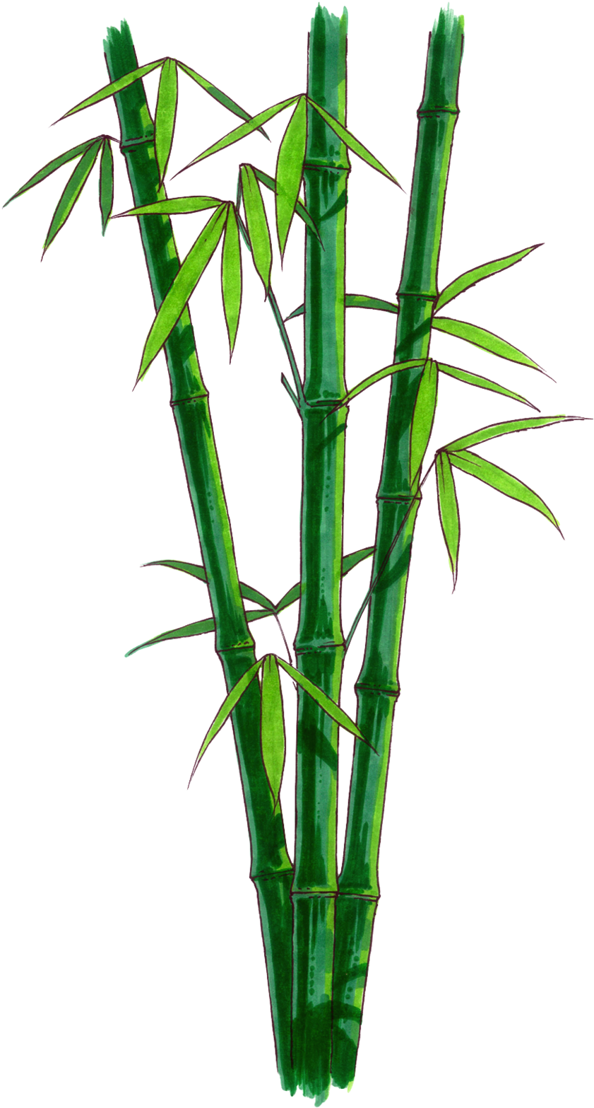 Congratulations! The PNG Image Has Been Downloaded (Bamboo Png - Bamboo ...