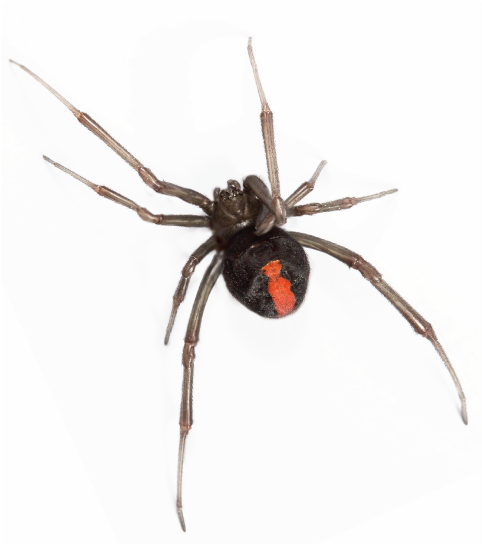 Congratulations! The PNG Image Has Been Downloaded (Araignée Red Back ...