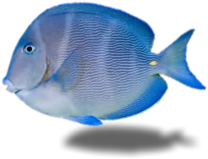 Congratulations! The PNG Image Has Been Downloaded (#fish #tropicalfish ...