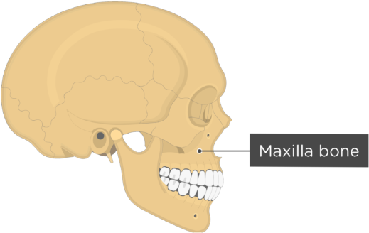 Congratulations! The PNG Image Has Been Downloaded (Skull Bones ...